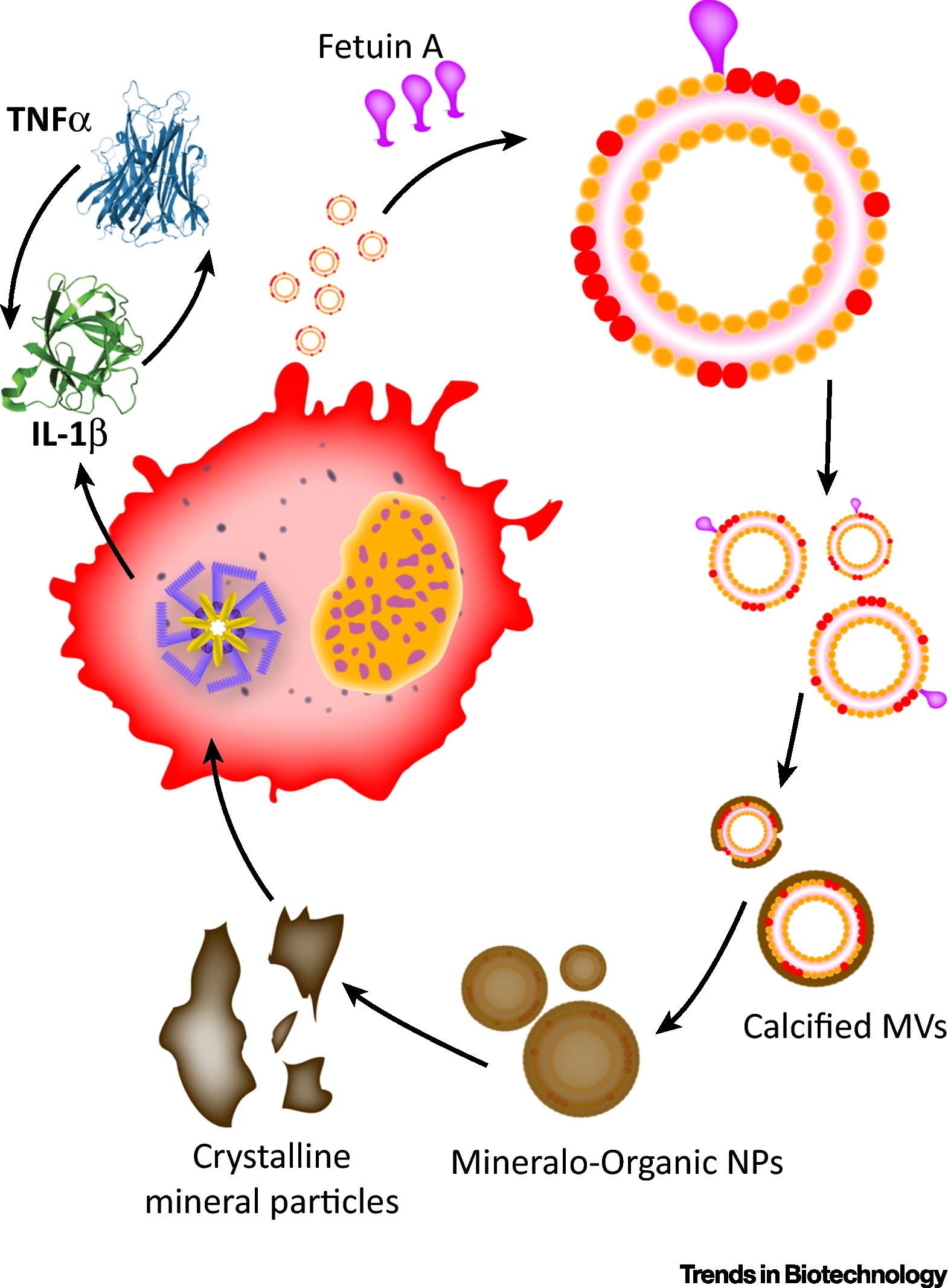 The Relationship Between Blood Hypoxia-Inducible Factor-1α, Fetuin-A ...