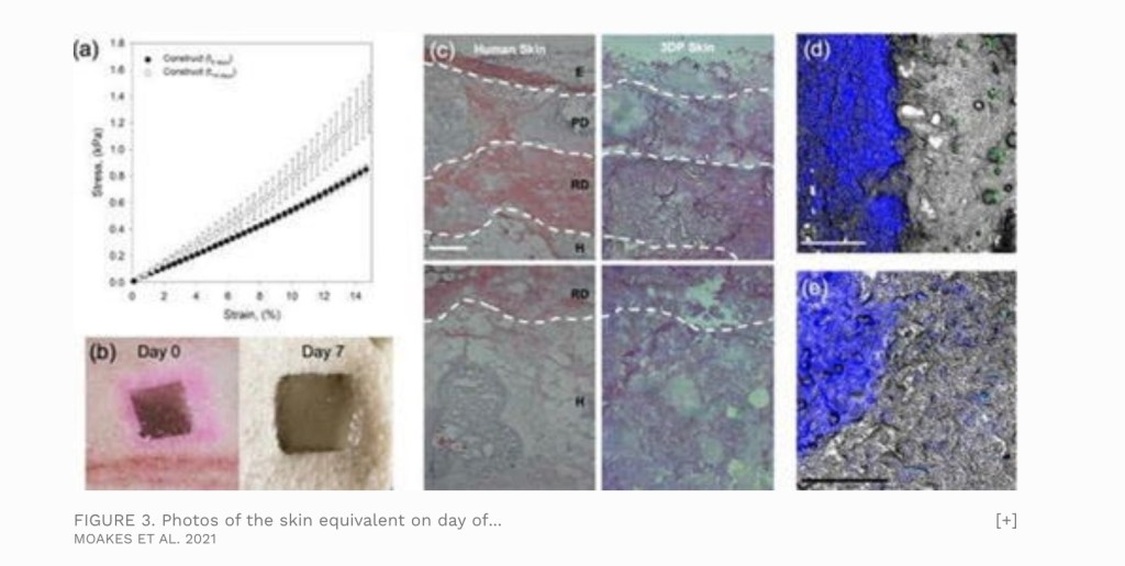 3D Printed Skin: A Potentially New Treatment for Chronic Wounds - DF Blog