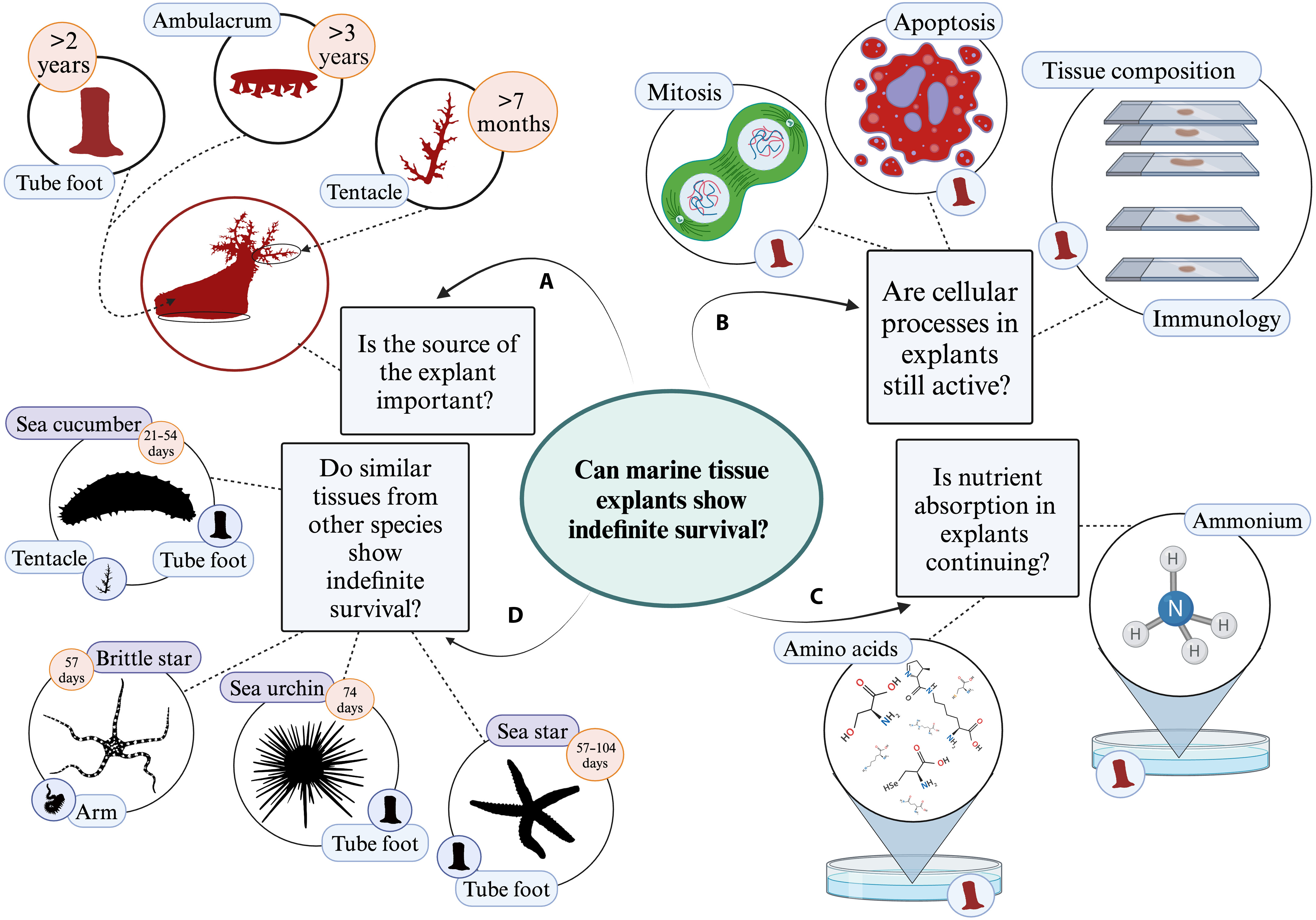 What a Sea Cucumber Knows About #WoundHealing That We Don’t: Jobson et ...